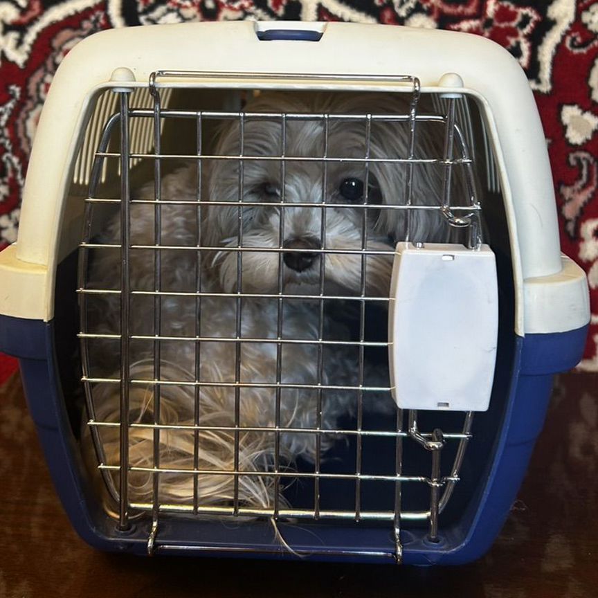 Переноска для животных пластиковая