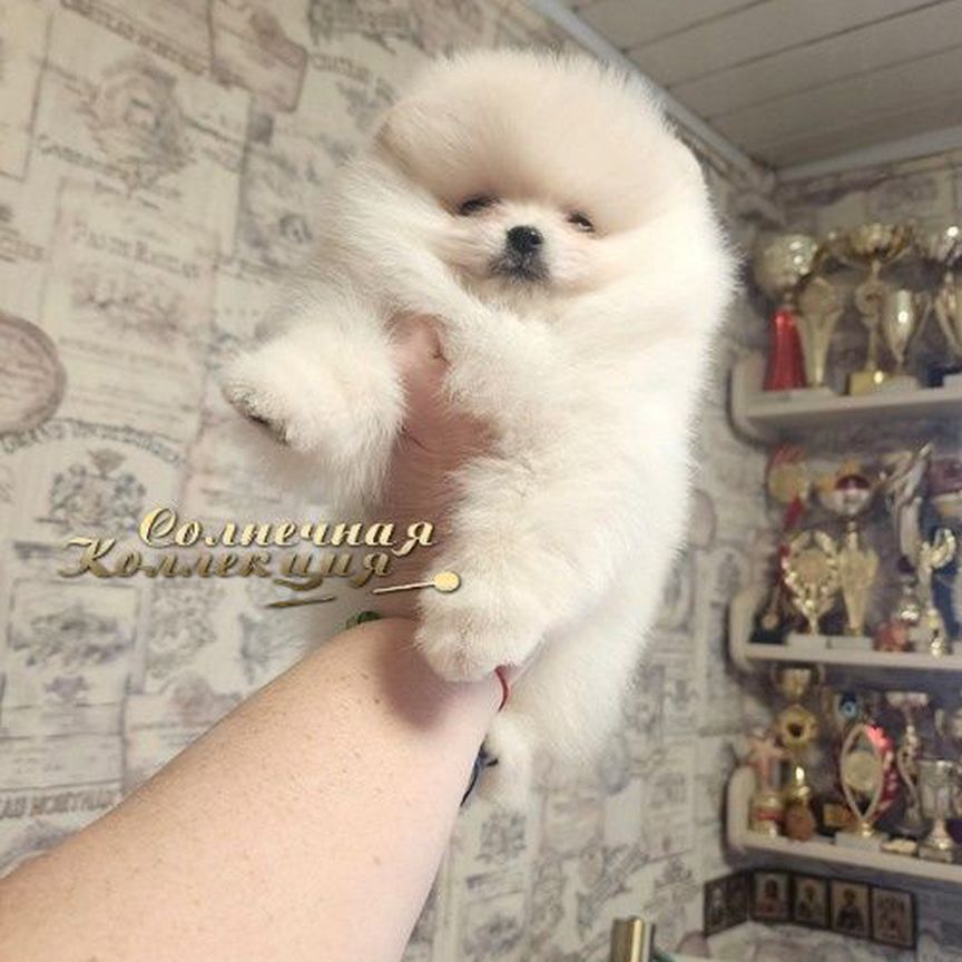 Эффектный малыш померанского шпица айс крем