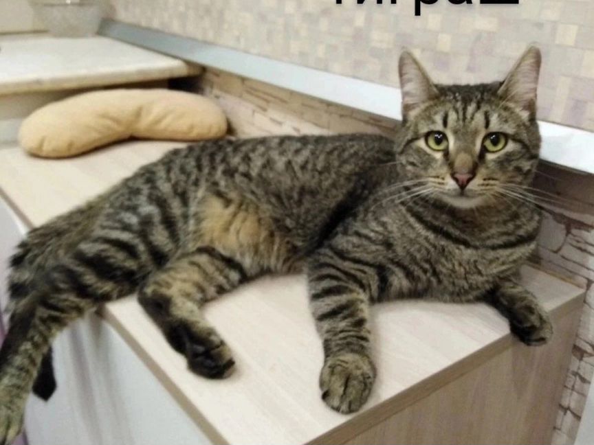 Тиграшик ищет дом/ кот в добрые руки