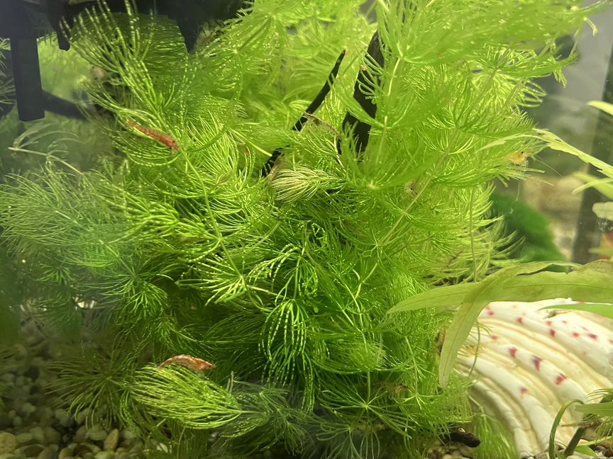 Аквариумные креветки (подростки)