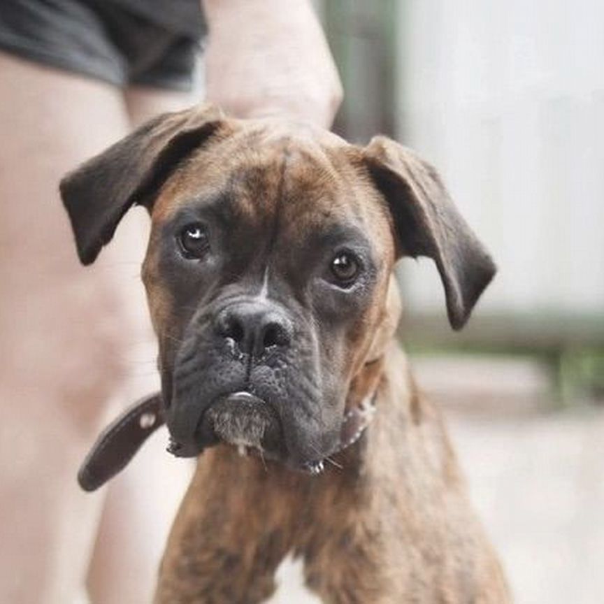 Боксер Тори в добрые руки