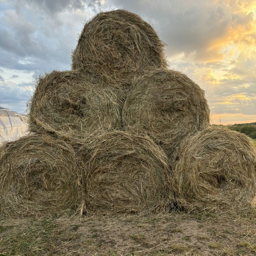 Сено в рулонах