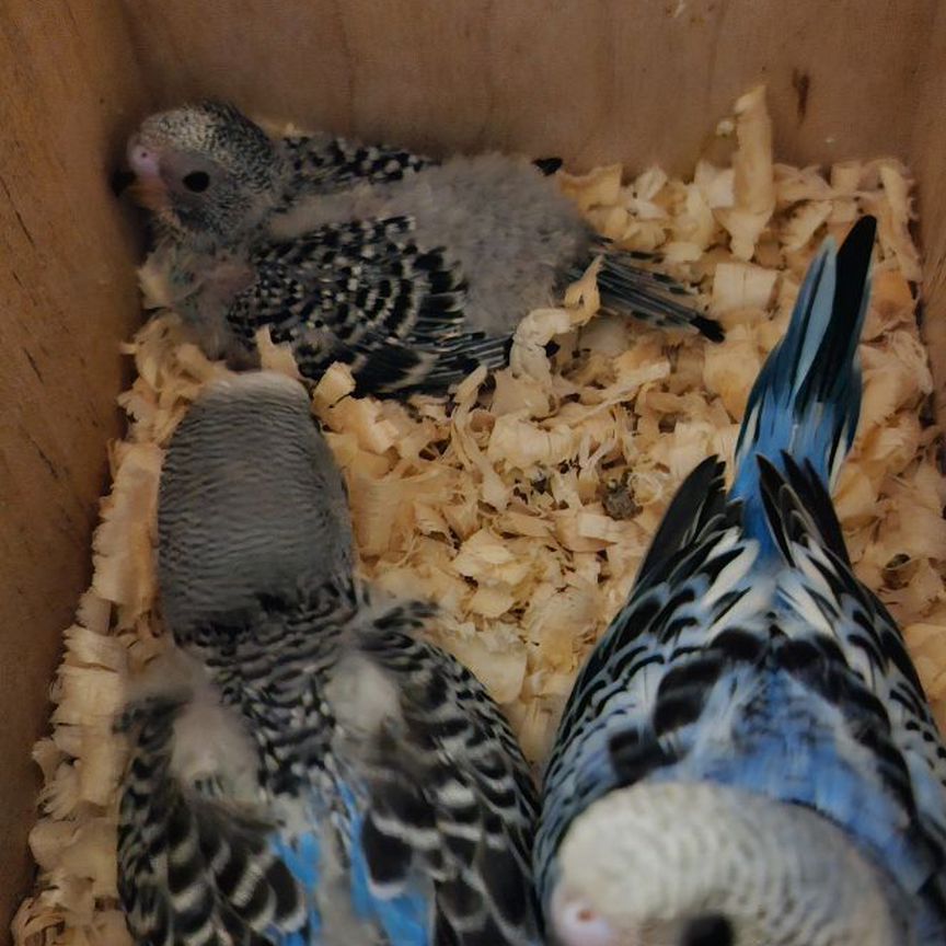 Птенцы волнистый попугай