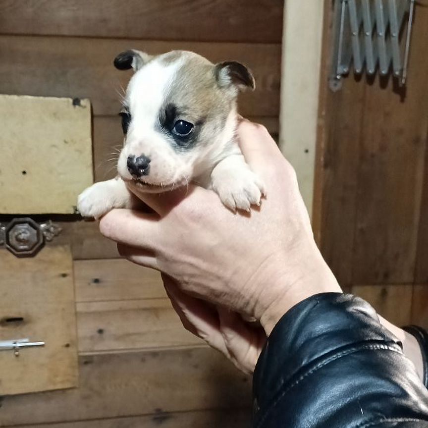 Щенок от французского бульдога