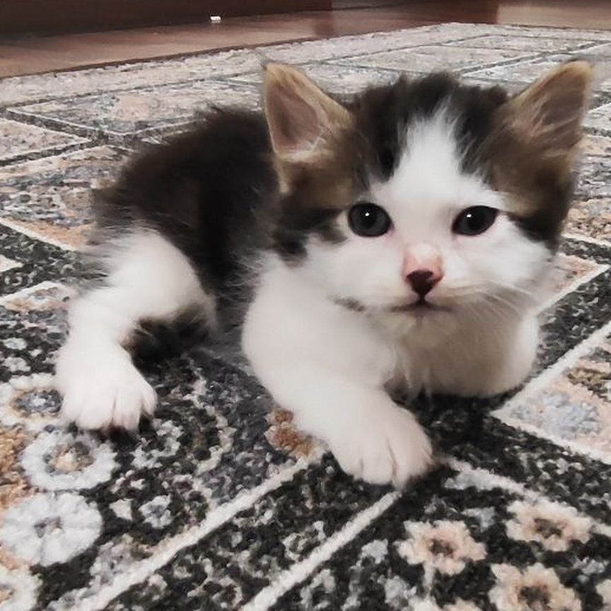 Котёнок в добрые руки