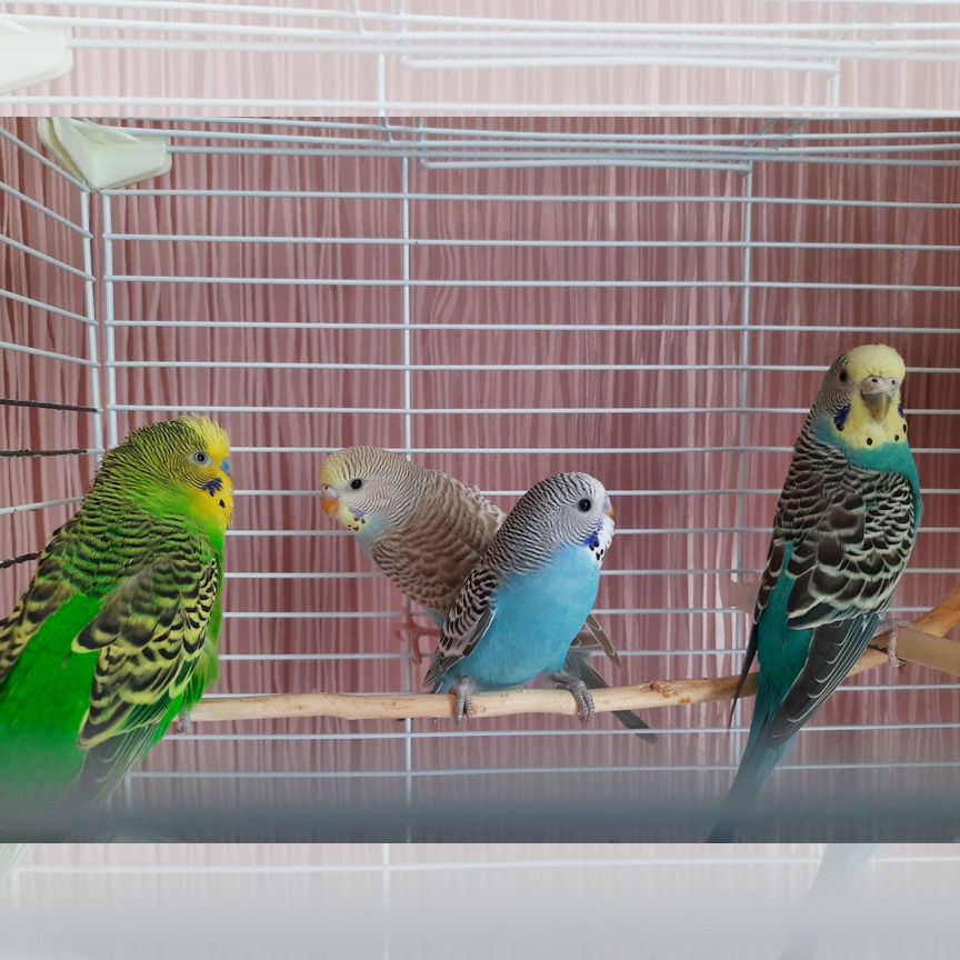 Птенцы волнистый попугай