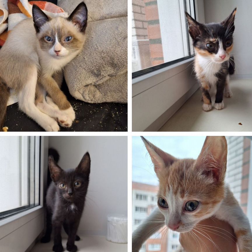 Котята