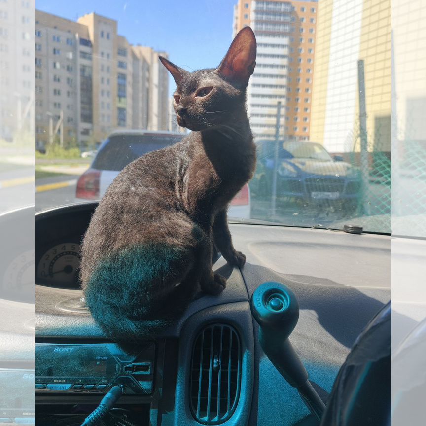 Донской сфинкс котёнок