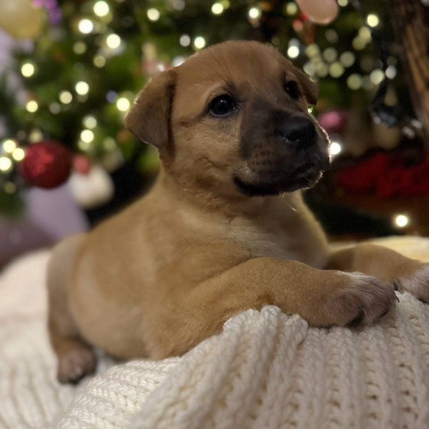 Щенок в добрые руки