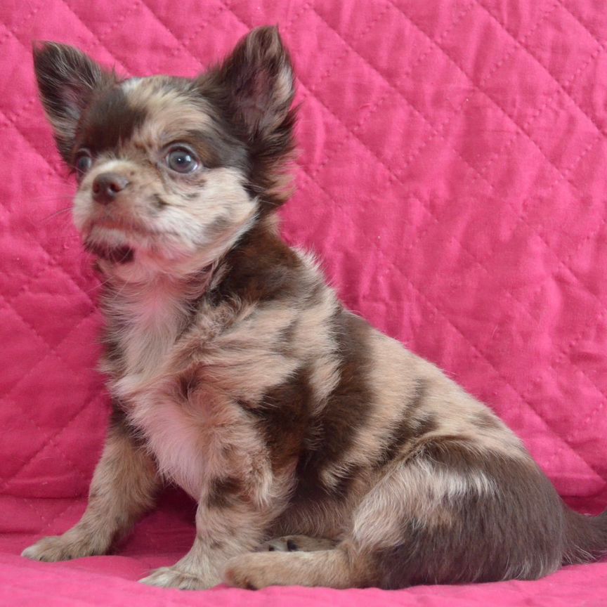 Чихуахуа шоколадный мерле длинношерстный