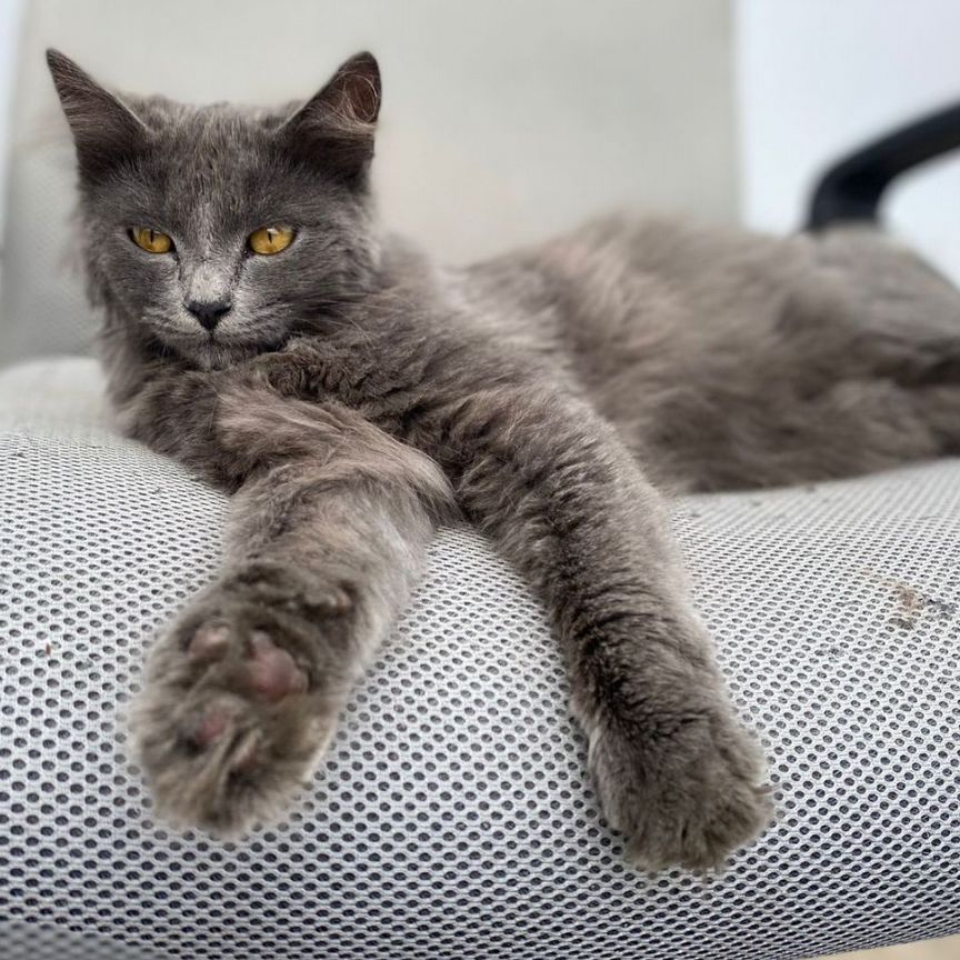 Кошечка