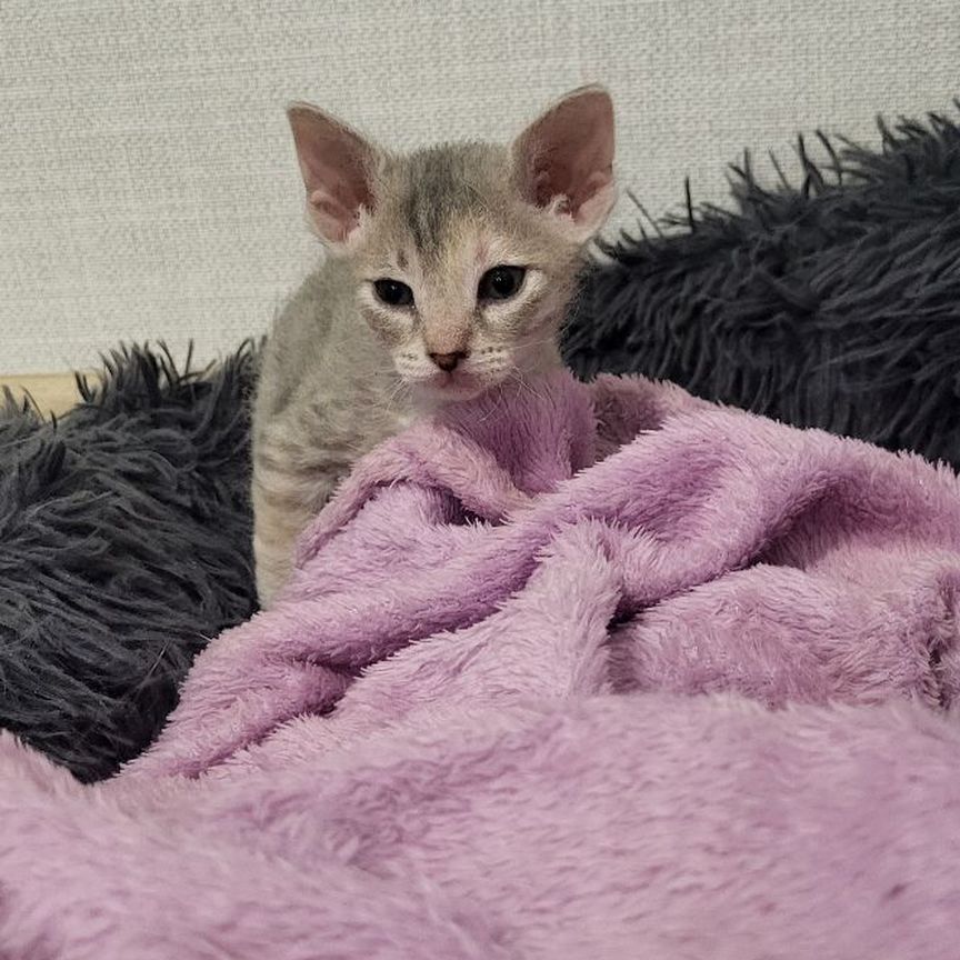 Котята сфинкс браш