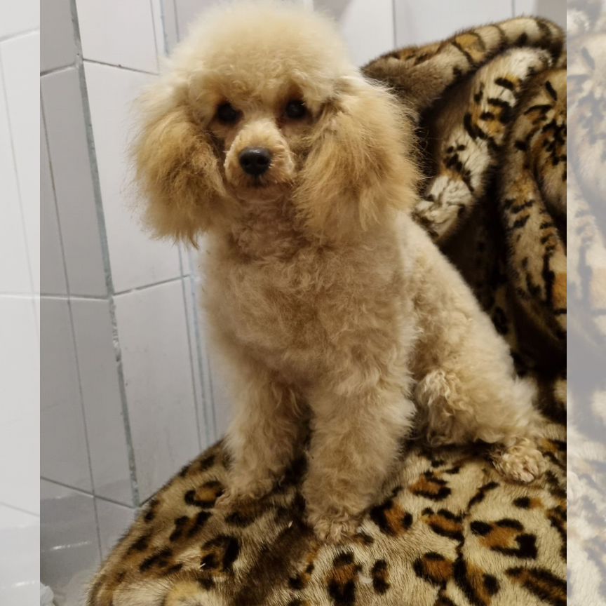 Той-пудель, щенок