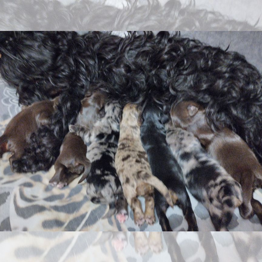 Йоркширский терьер, щенок