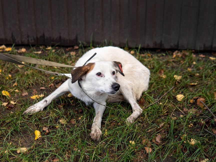 Красивый пёс Марсик в терпеливые руки