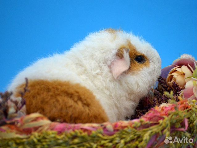 Малышка девочка морской свинки американский тедди