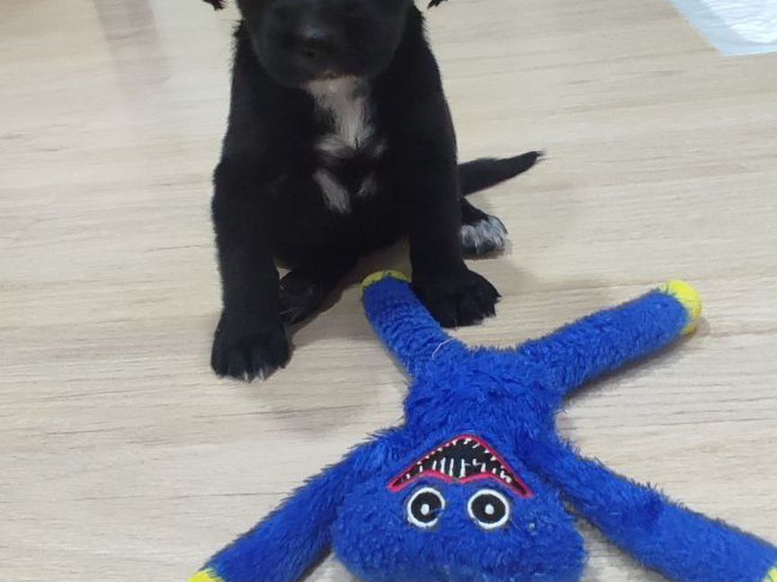 Собака русский спаниель