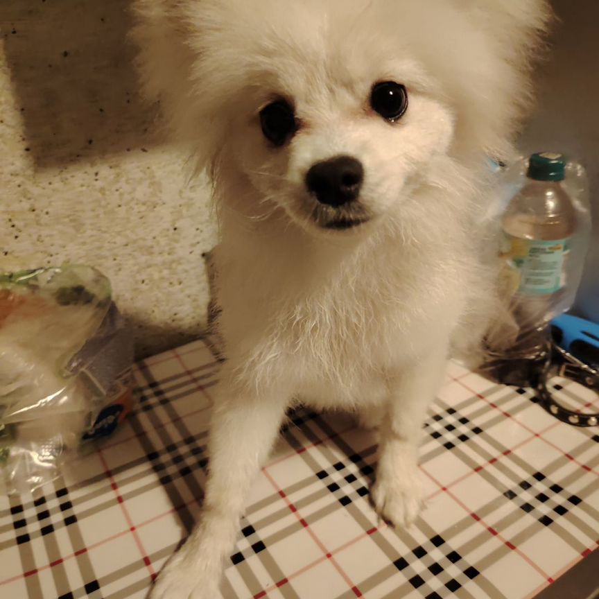 Померанский шпиц, щенок