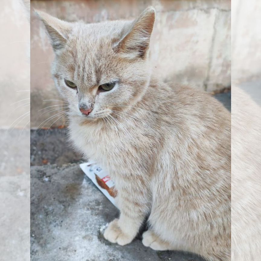 Котёнок в добрые руки