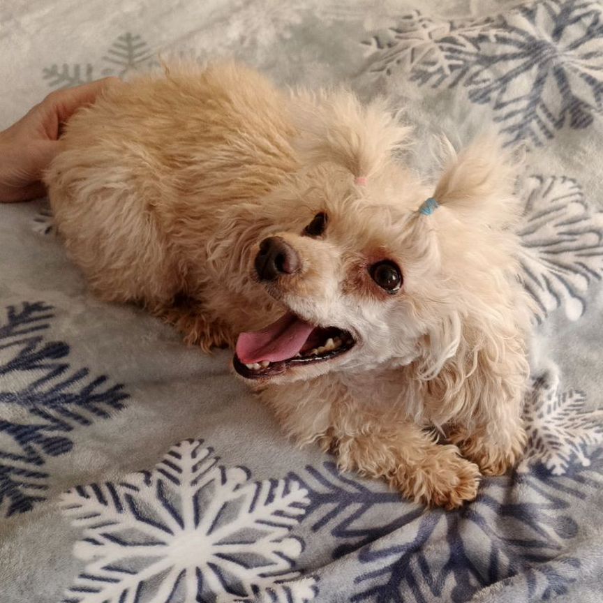 Пудель, взрослая собака