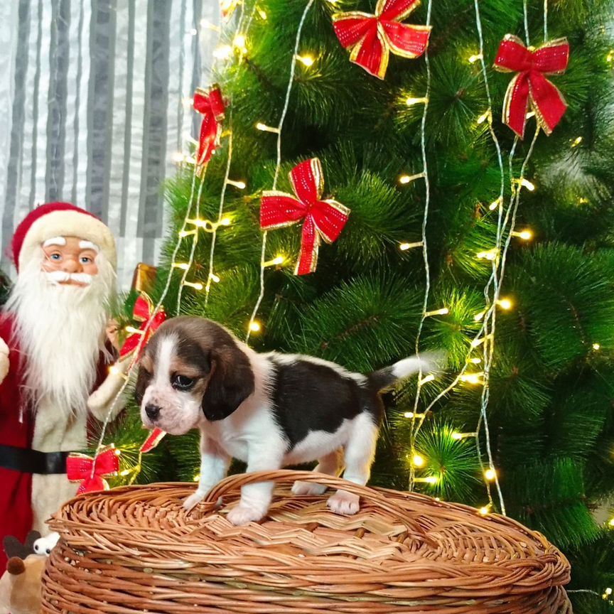 Бигль, щенок