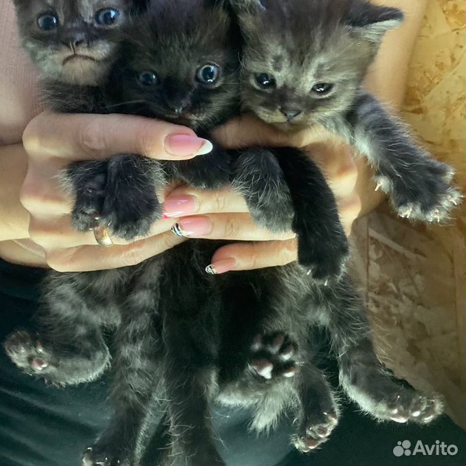 Отец сеамский мама шотландская вислоухоя