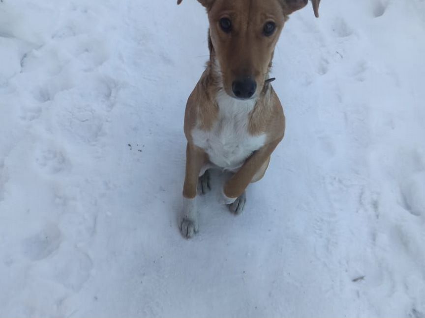 Щенок потеряшка на жд путях