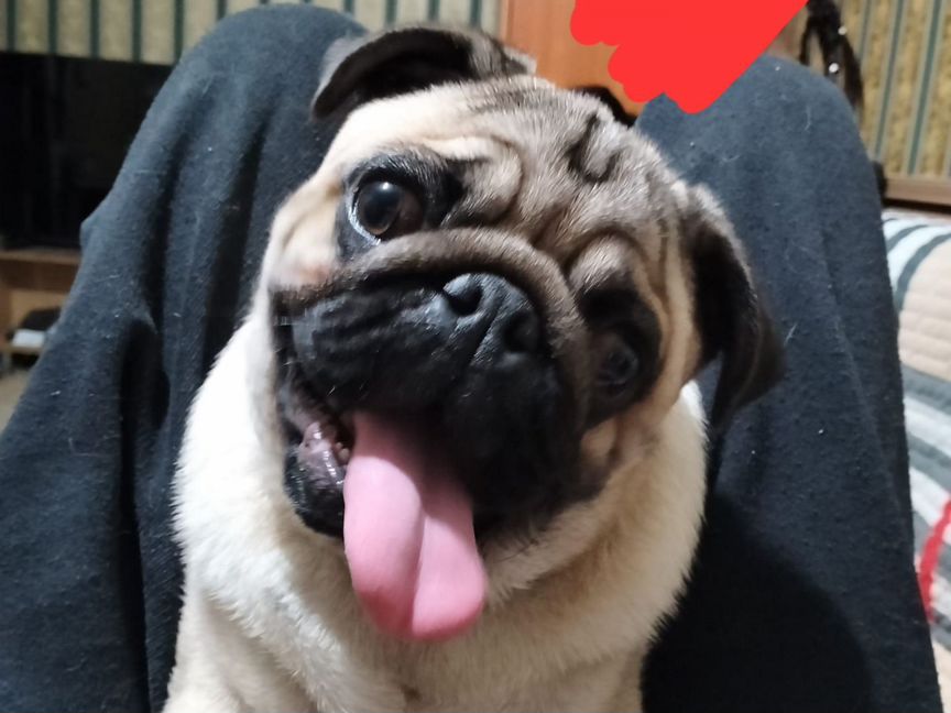 Домашние животные собаки маленькие