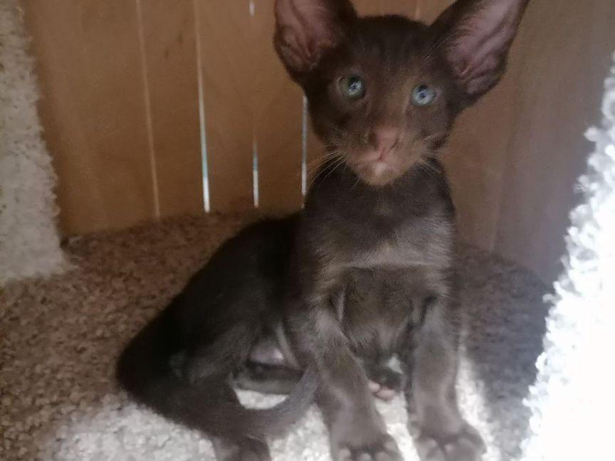 Ориентальные котята