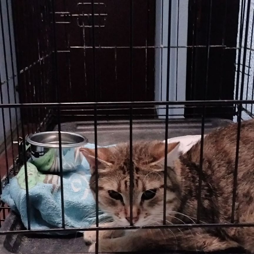 Кошка