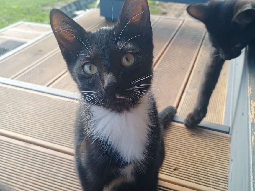 Котенок Лапочка в добрые руки
