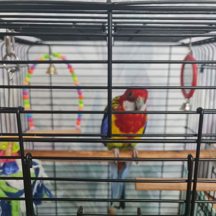 Попугай Розелла