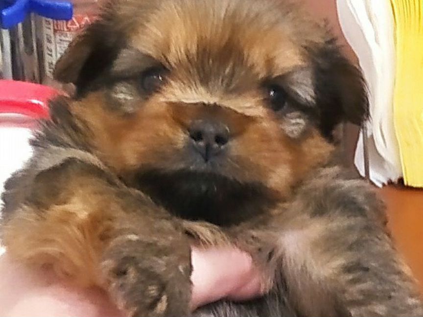 Йоркширский терьер