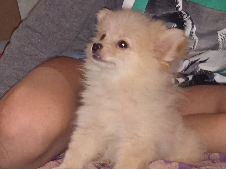 Щенки шпица