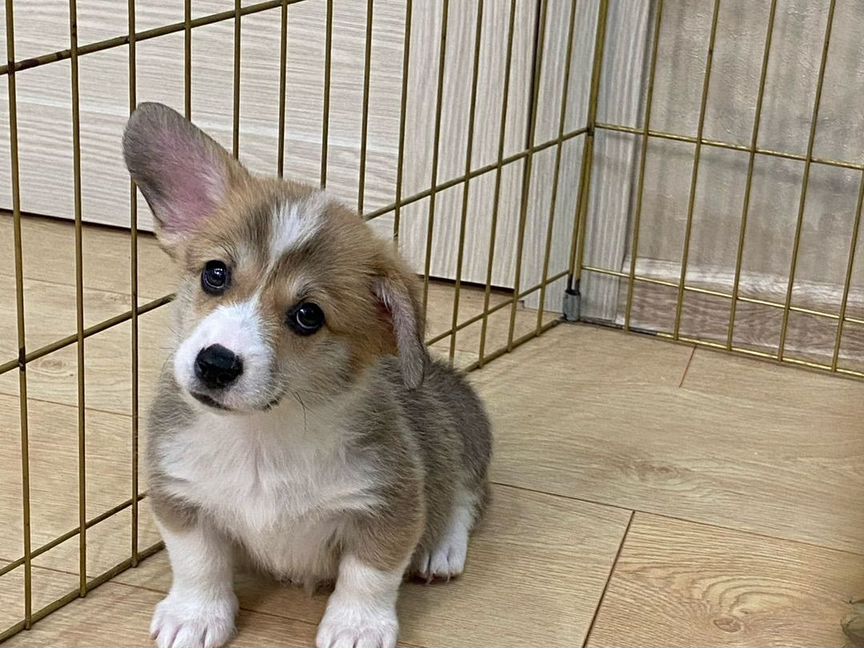 Вельш-корги пемброк