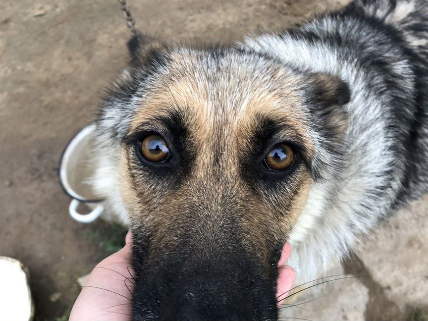 Чудо-девочка в добрые руки