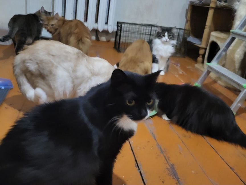 Приют помощь