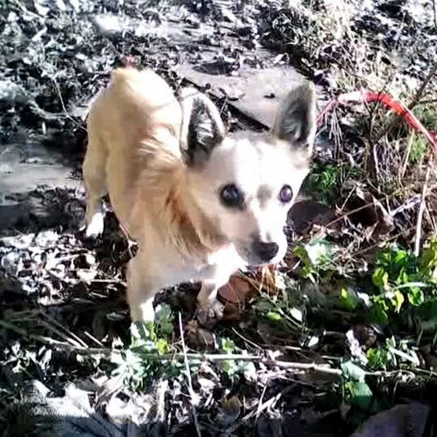 Найдена собака