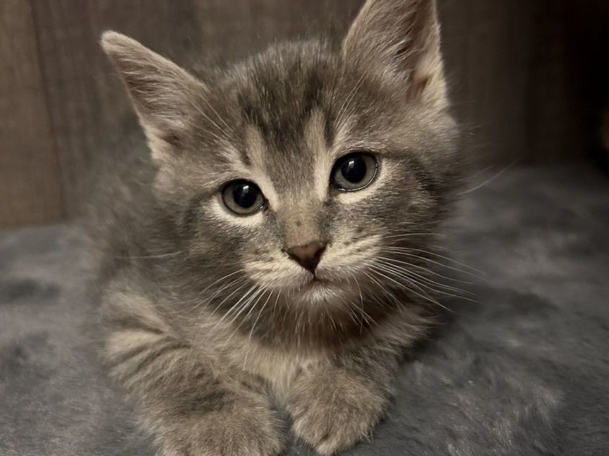 Котенок девочка