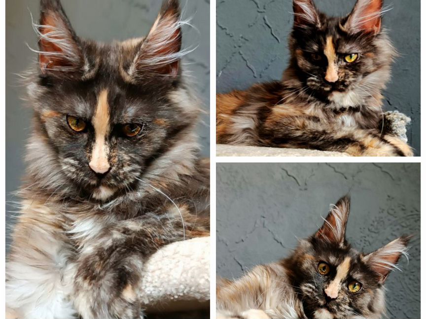 Бестия котенок мейн кун