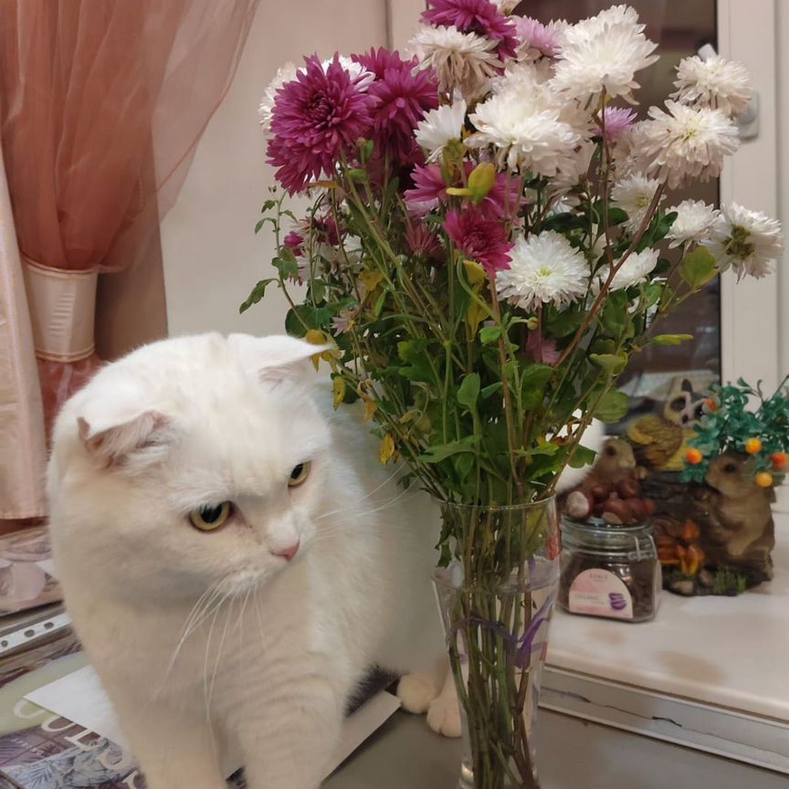 Кошка
