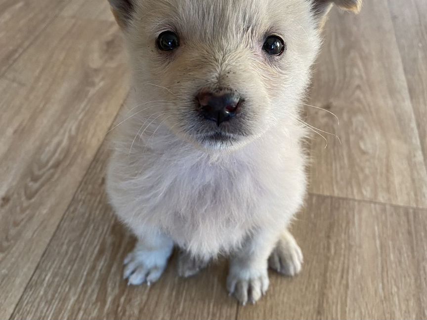 Белая принцесса настенька