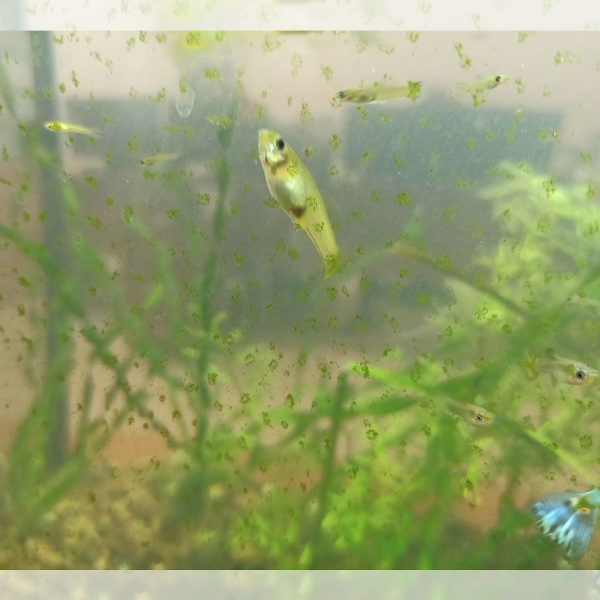 Гуппи самки