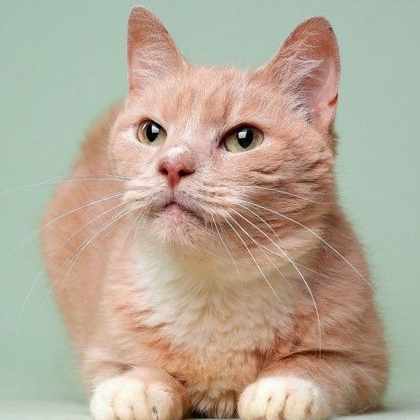 Котик в приюте отчаянно ищет дом (счастье)