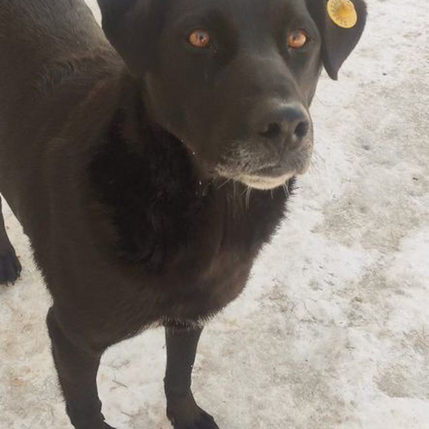 Собака