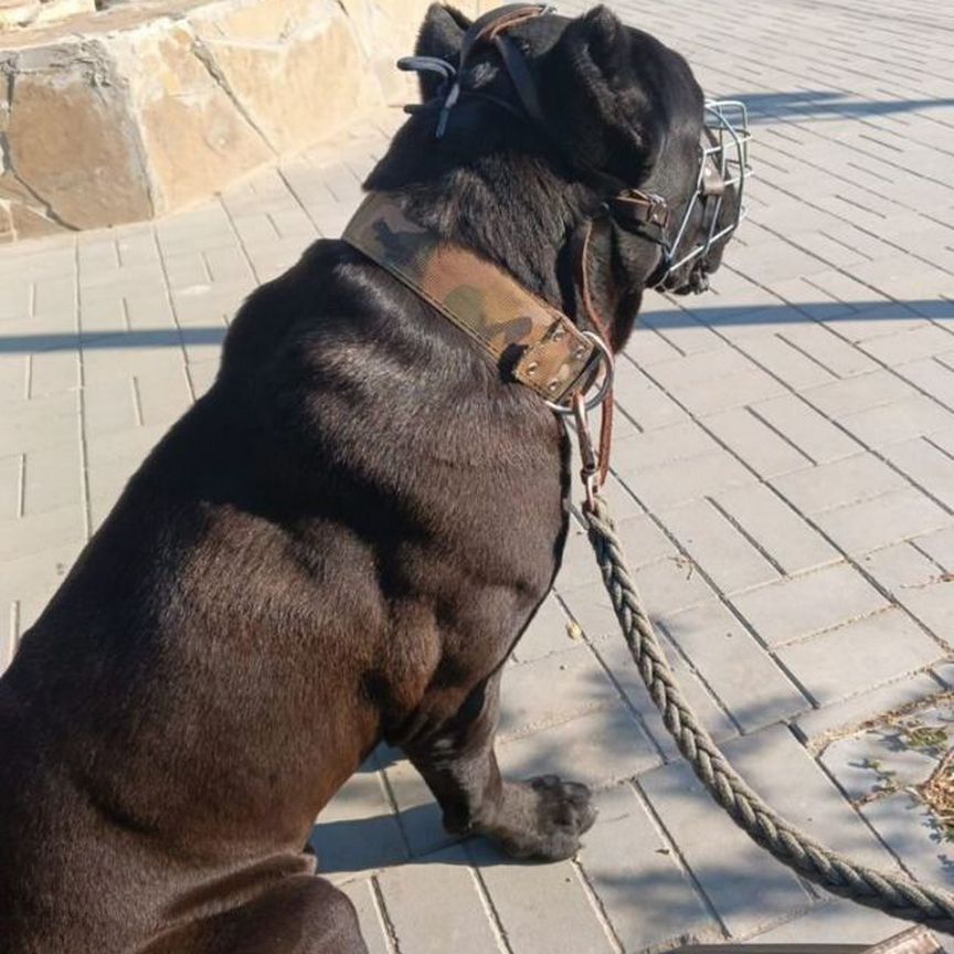 Продаётся кобель