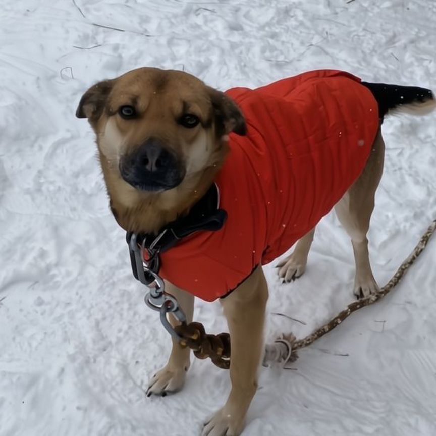 Взрослая собака в добрые руки