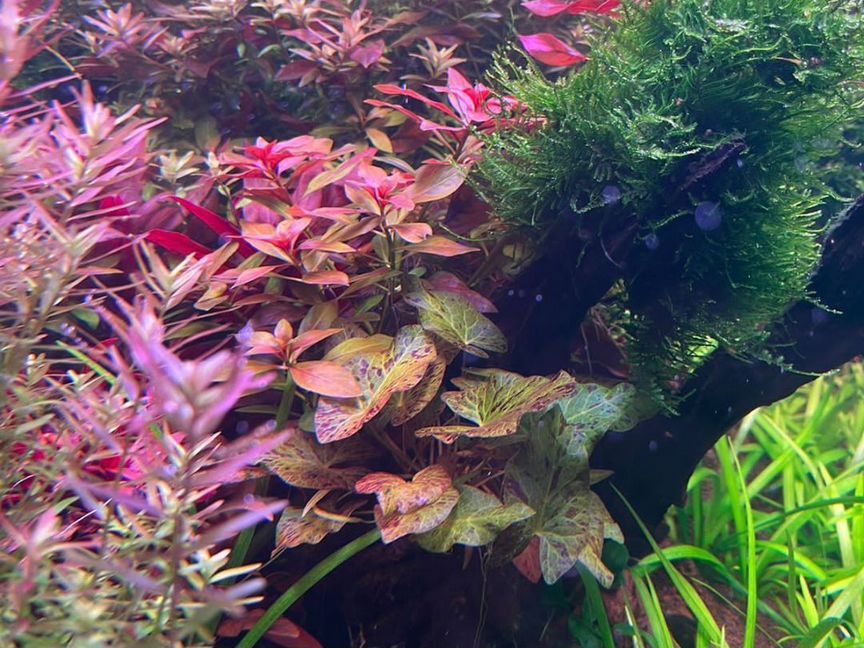 Отдам прополку растений