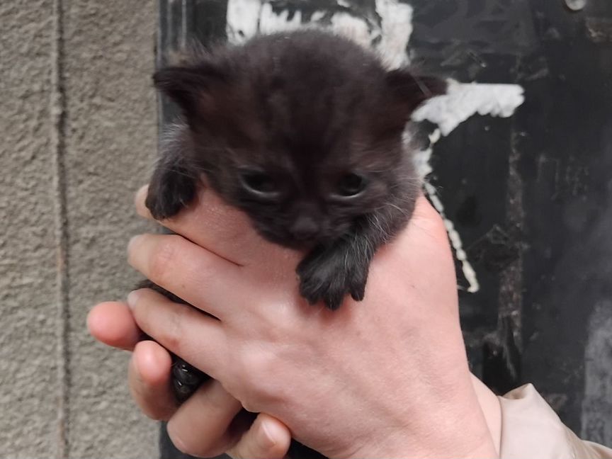 Котята