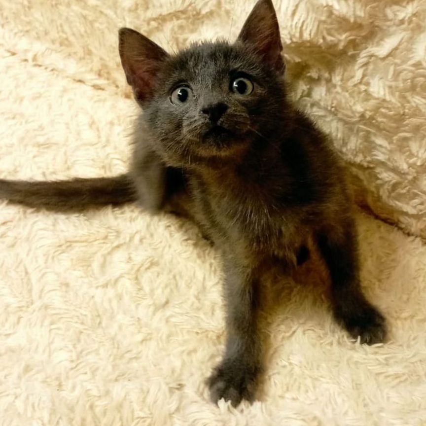 Котёнок мальчик абиссинский